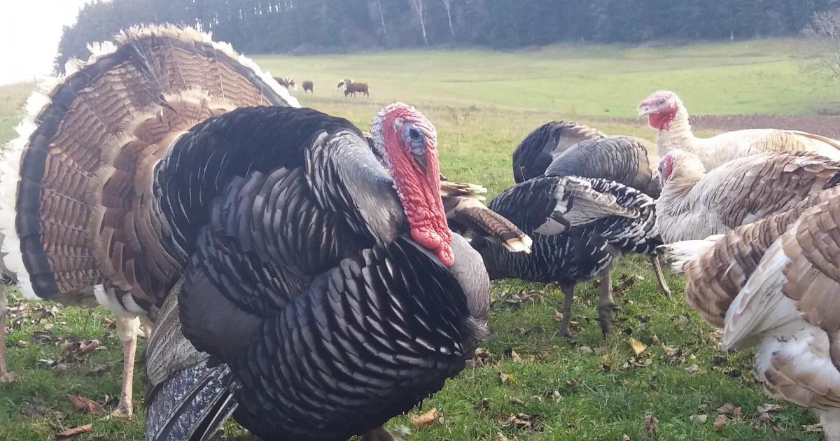 Indyki staropolskie z naturalnego chowu