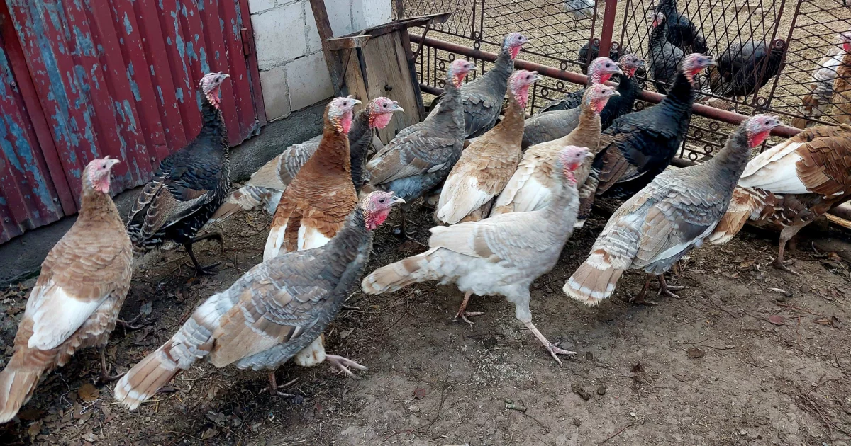 Indyki staropolskie z naturalnego chowu