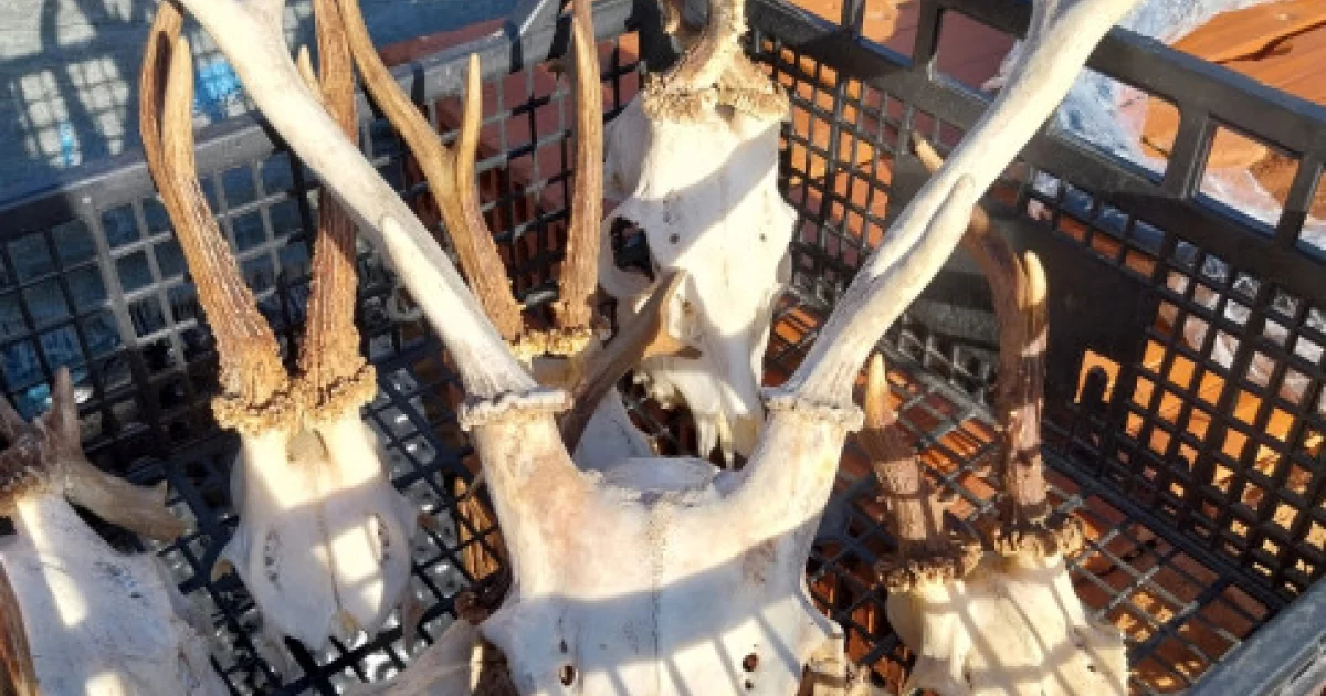 Poroże rogi różki